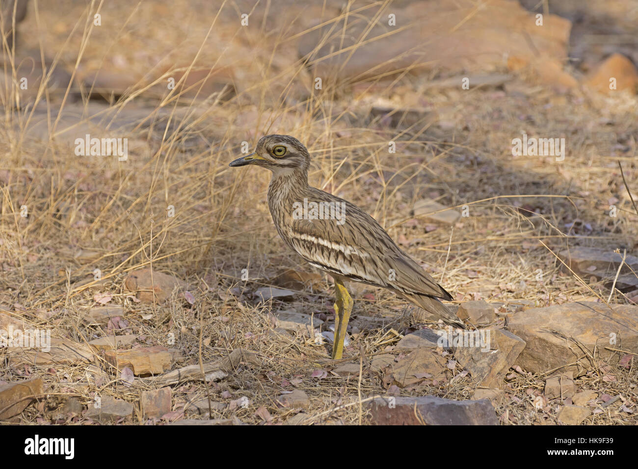 Indian Stone-curlew, (Burhinus indicus) standing in typical habitat ...