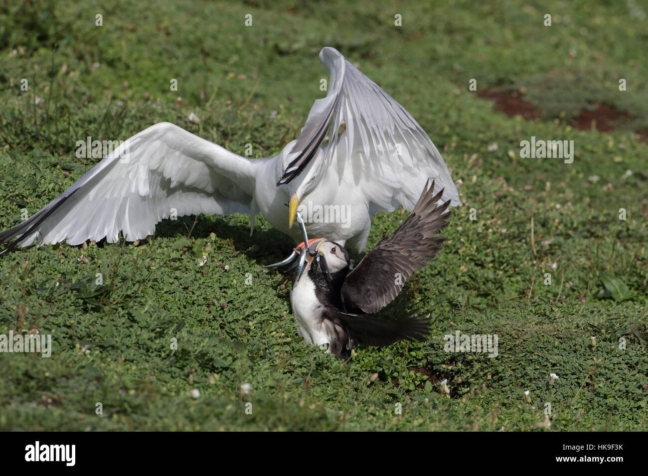 European Herring Gull (larus argentatus) adult plumage, attacking ...