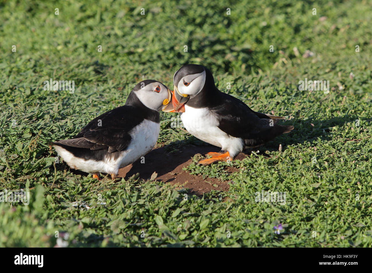 Atlantic Puffins (Fratercula artica) Adults greeting each other by ...