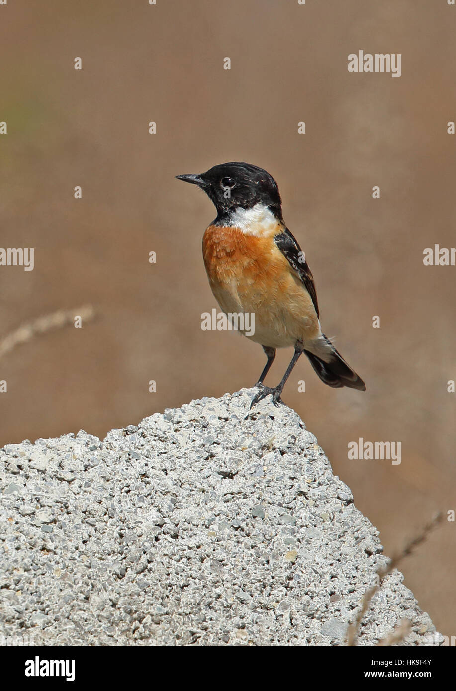 Stejnegers stonechat hi-res stock photography and images - Alamy