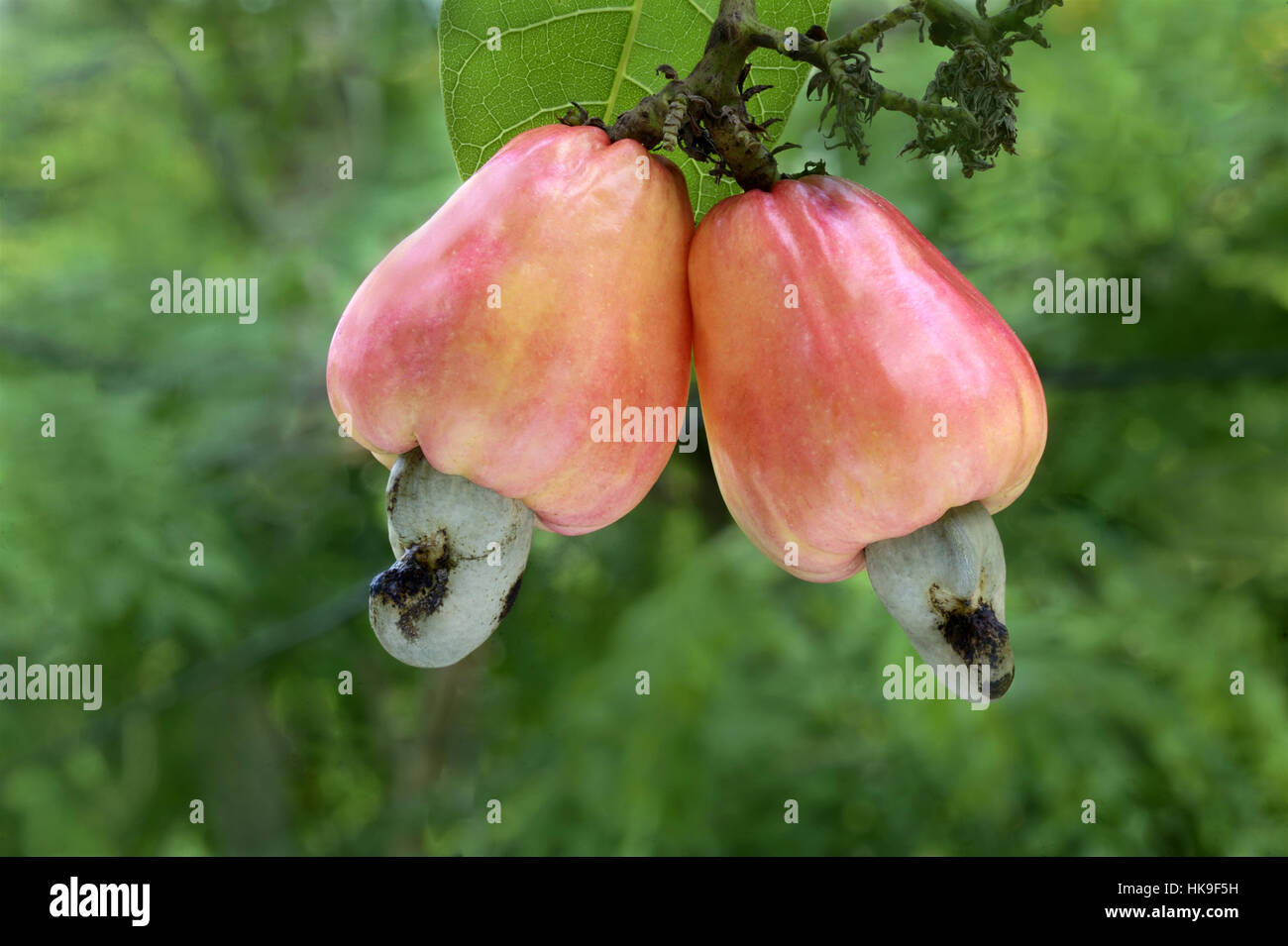 Tree cashewnut anacardium occidentale hi-res stock photography and ...