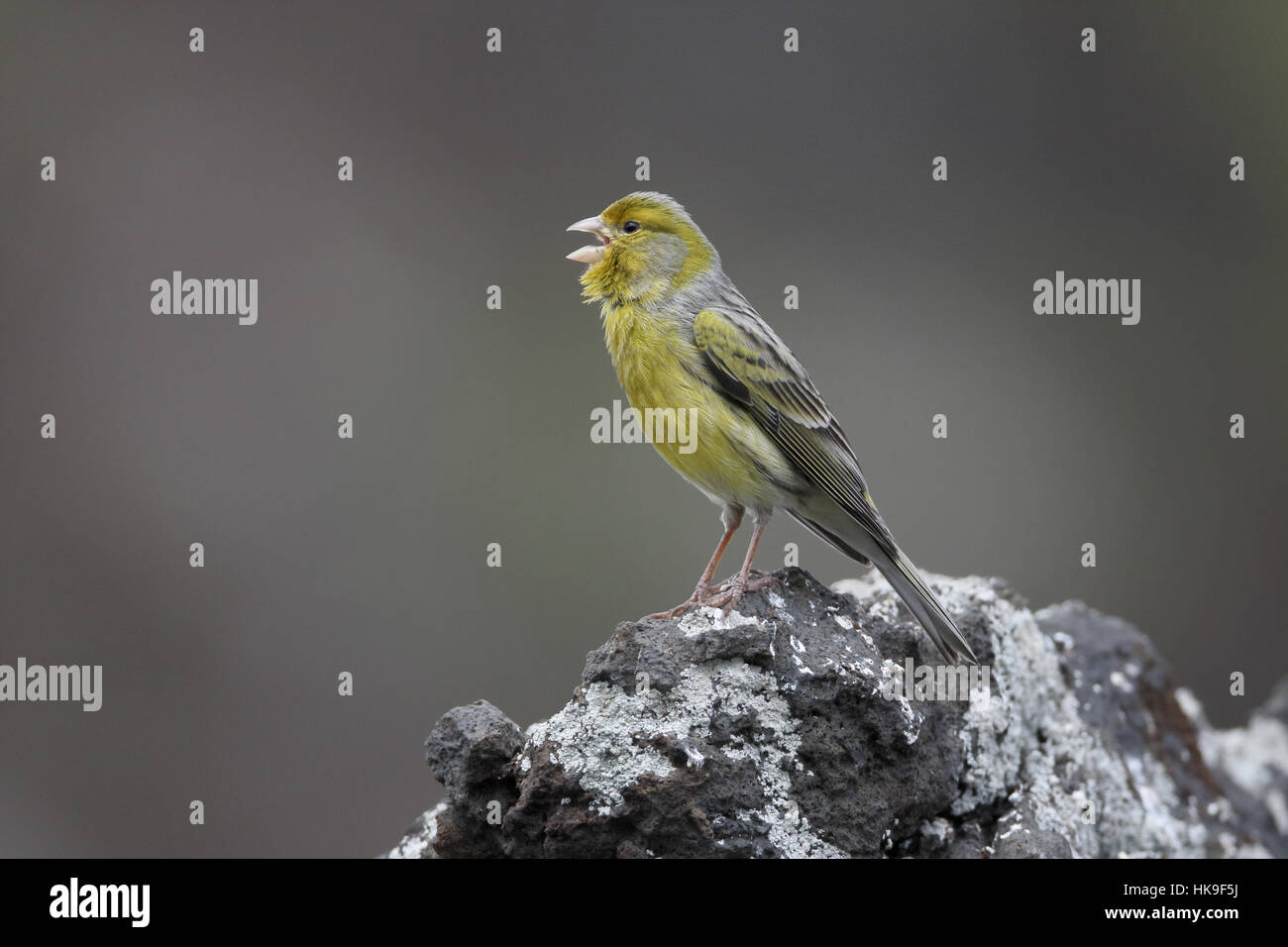 Atlantic canary, Serinus canaria, single bird on rock, Madeira, March ...