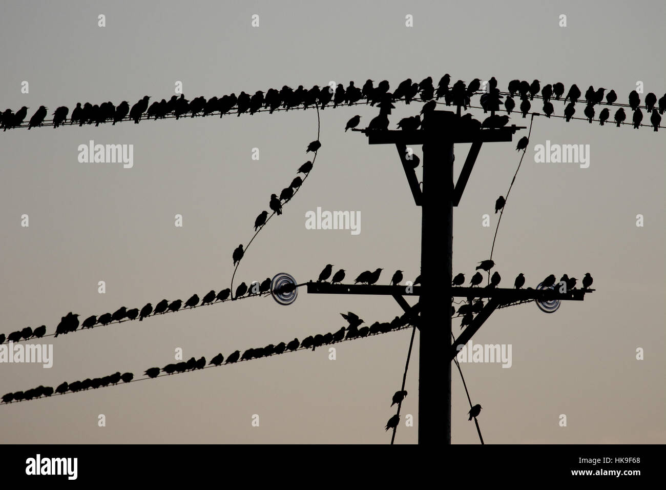 Telegraph wires hi-res stock photography and images - Alamy