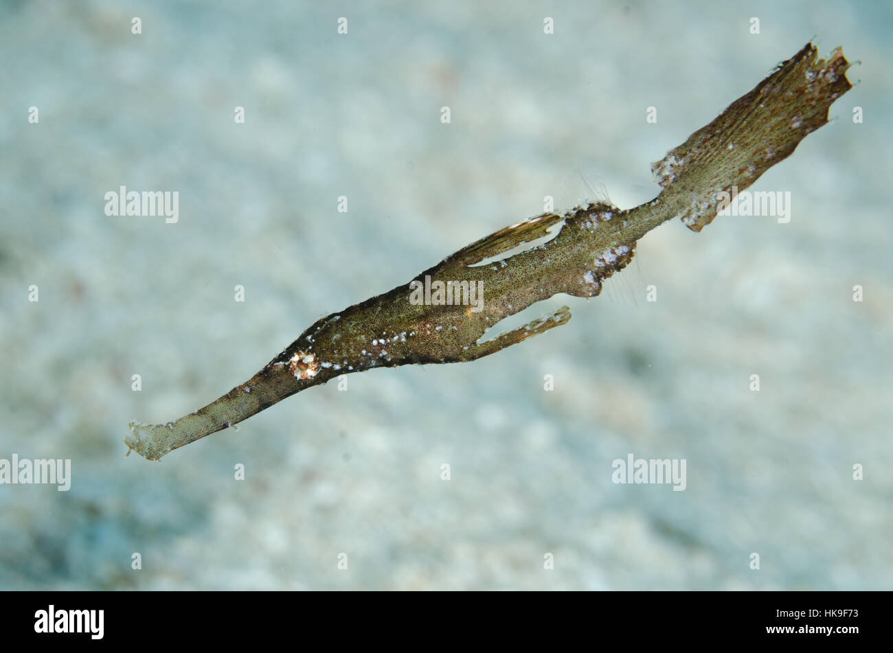 Forgotten islands ghost pipefish hi-res stock photography and images ...