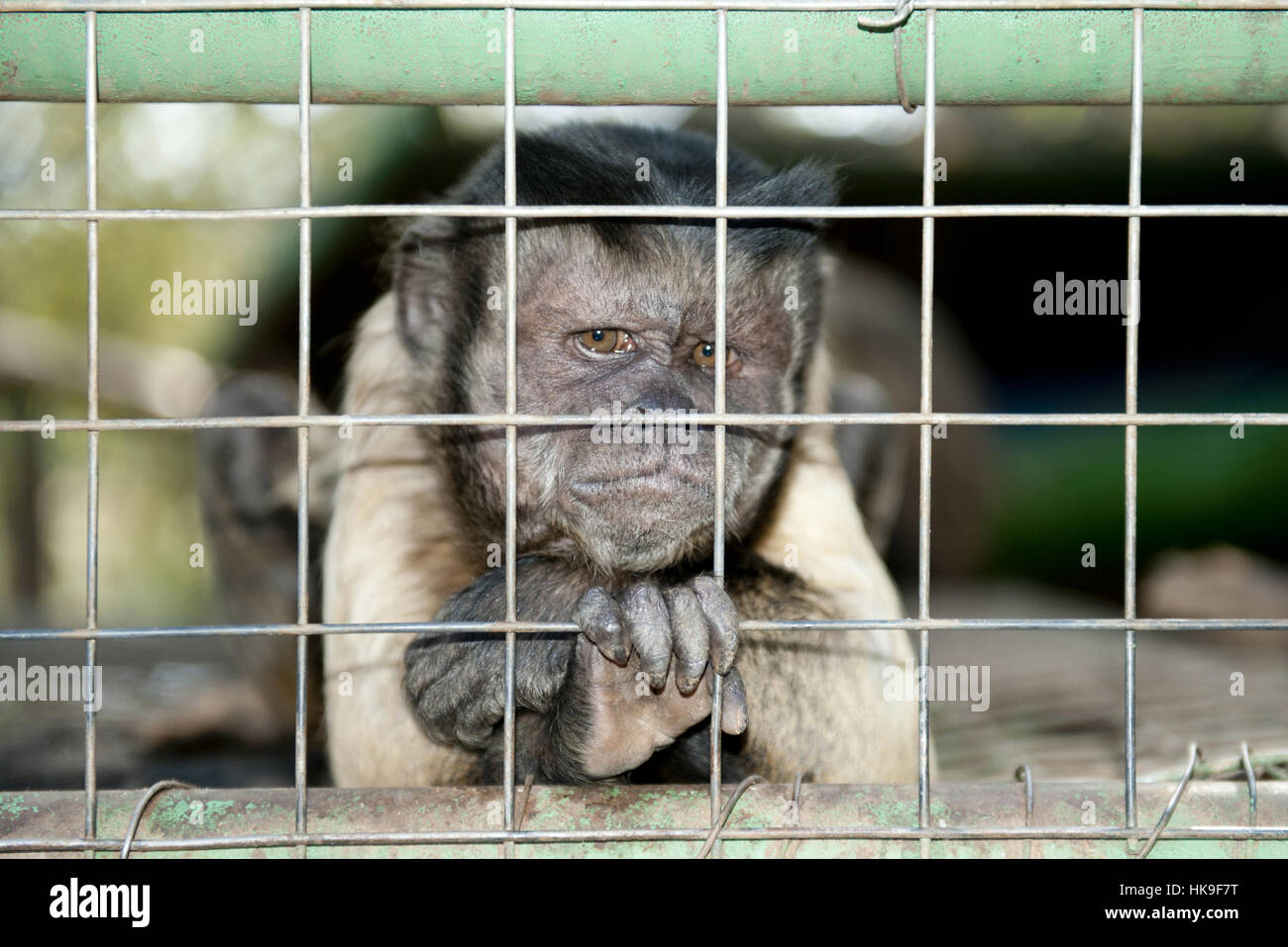 Capuchin Monkey (Cebinae sub-family), Tzaneen Lion and Predator Park ...