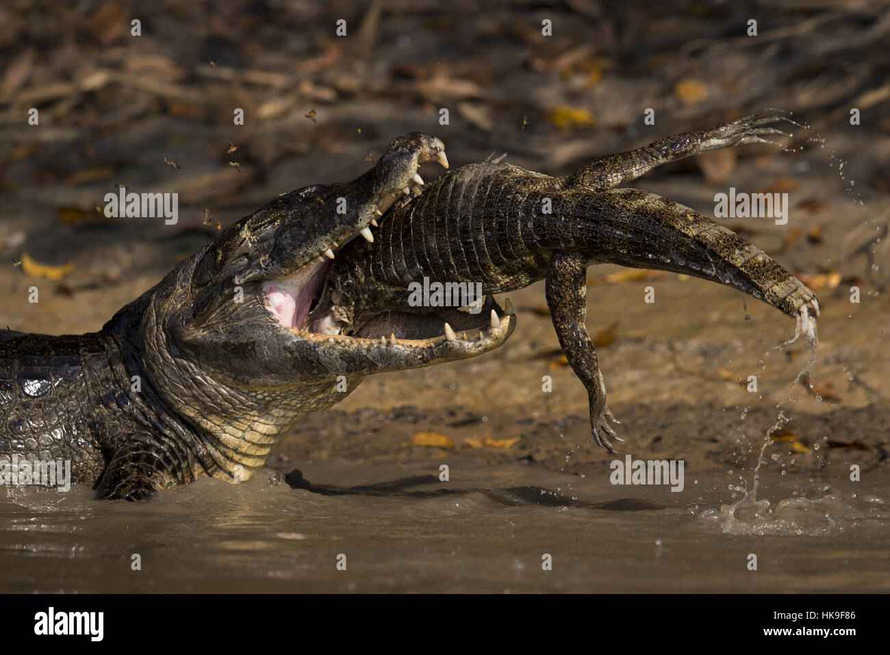 Paraguayan Caiman (Caiman yacare) adult, feeding on juvenile, Corixo ...