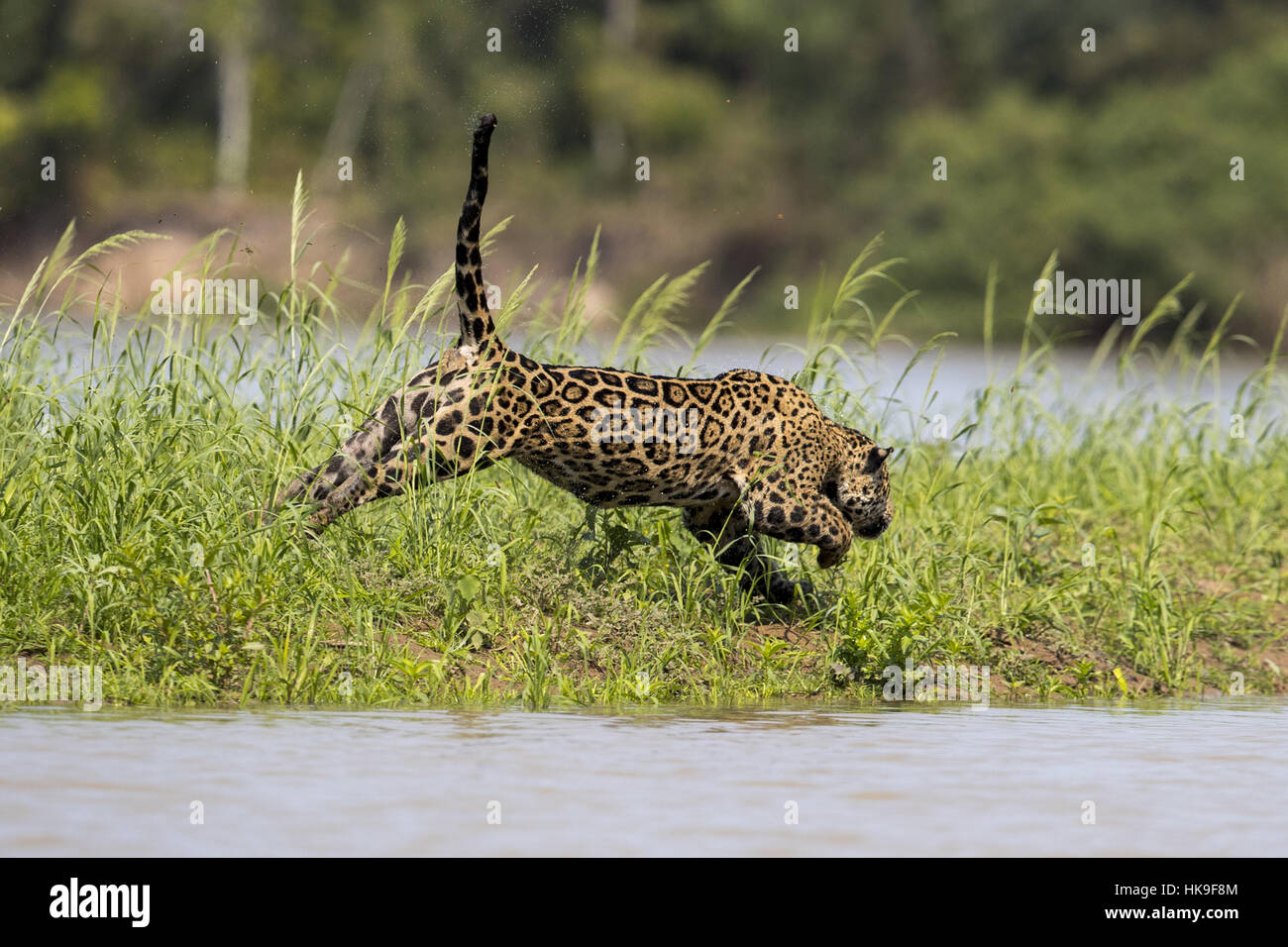 Jaguar (Panthera onca palustris) adult, chasing Paraguayan Caiman ...