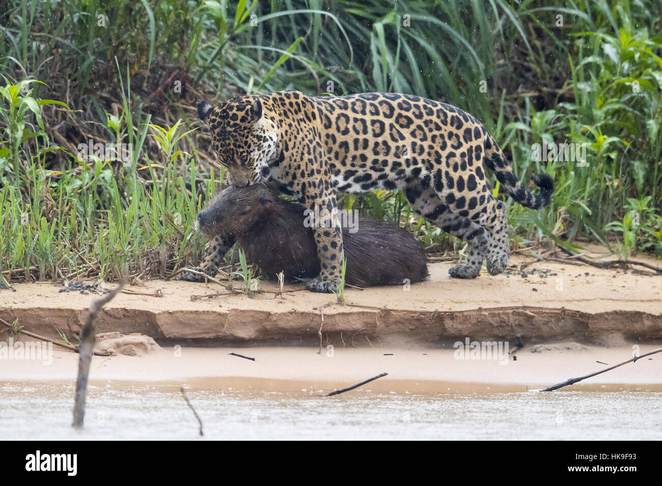 Jaguar (Panthera onca palustris) adult, dragging Capybara (Hydrochoerus ...
