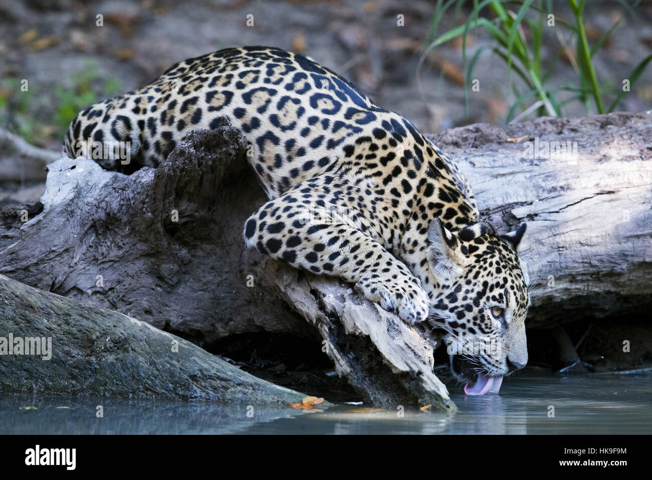 Jaguar (Panthera onca palustris) juvenile, drinking, Corixinho, Mato ...