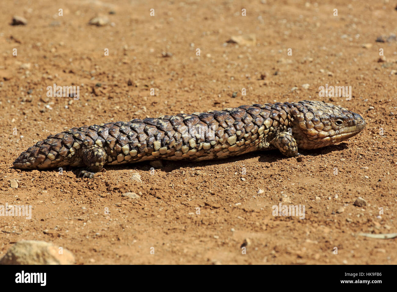Skink lizard new south wales hi-res stock photography and images - Alamy