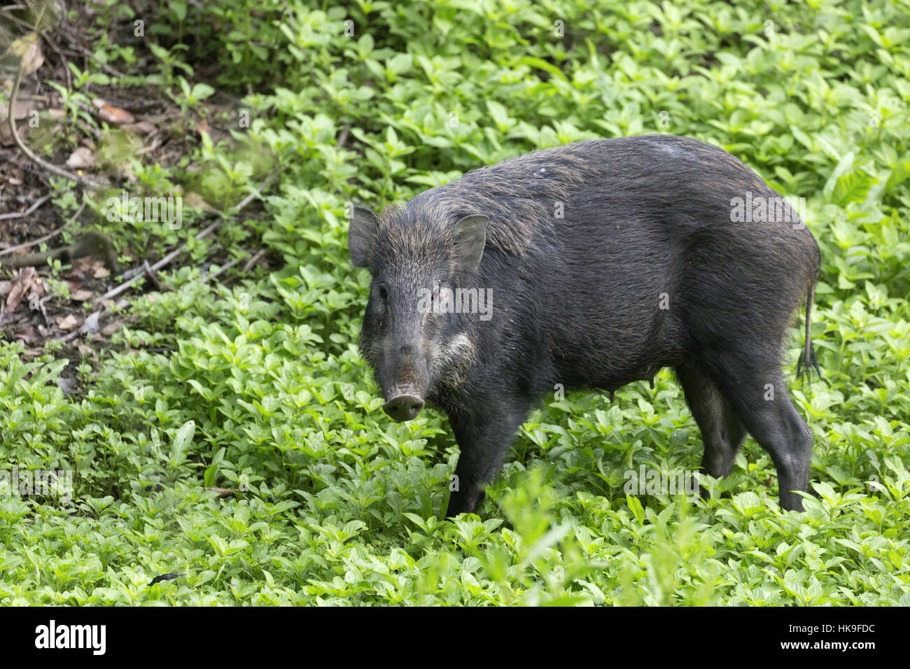 Wild boar (Sus scrofa), adult female standing in vegetation, Kaziranga ...