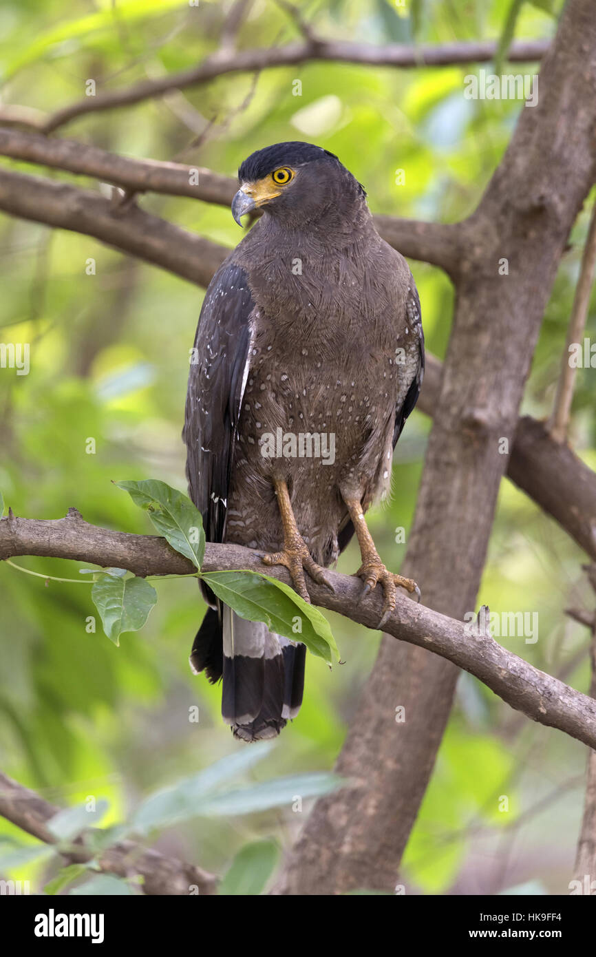 Crested serpent eagle (Spilornis cheela), adult perched on tree, Tadoba ...