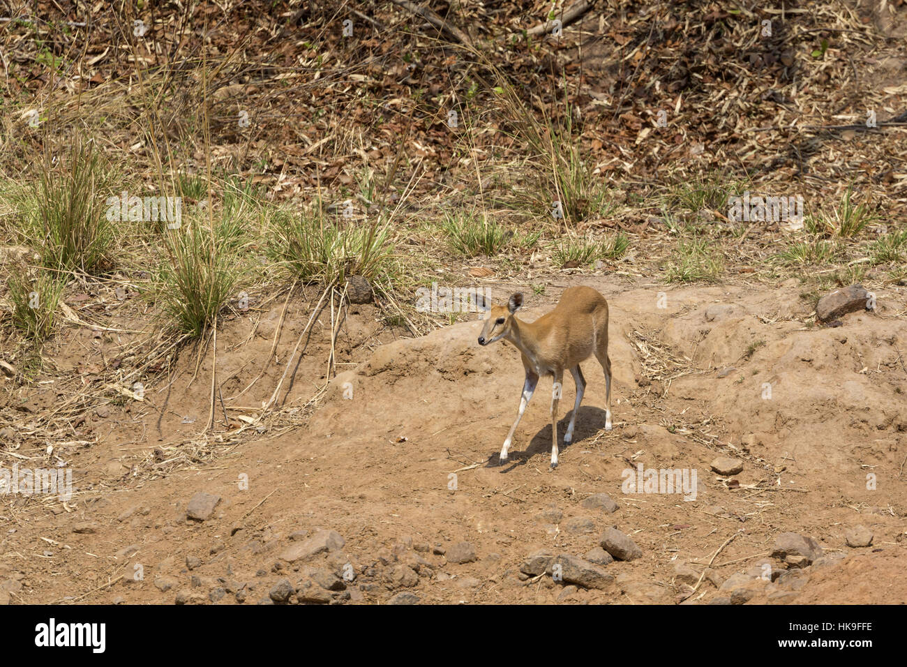 Four horned antelope tetracerus quadricornis hi-res stock photography ...