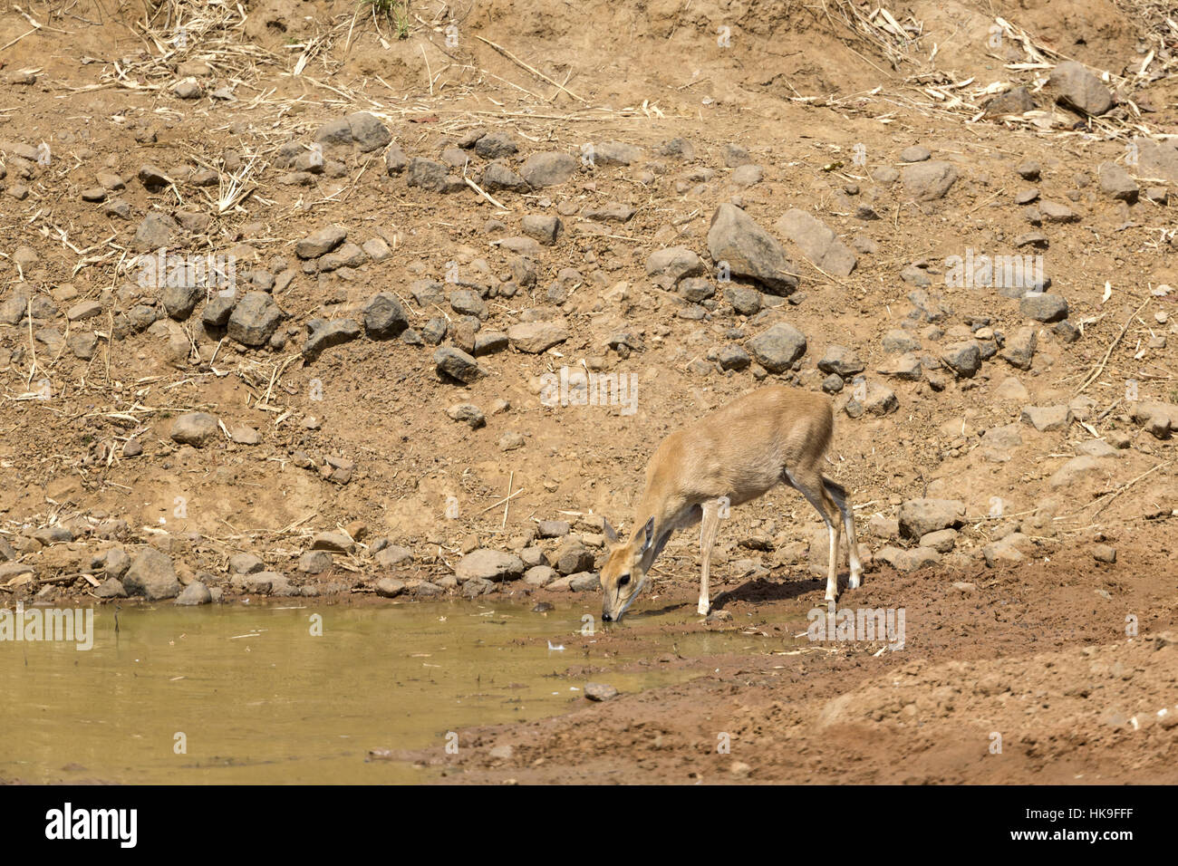 Four-horned antelope (Tetracerus quadricornis), adult female drinking ...
