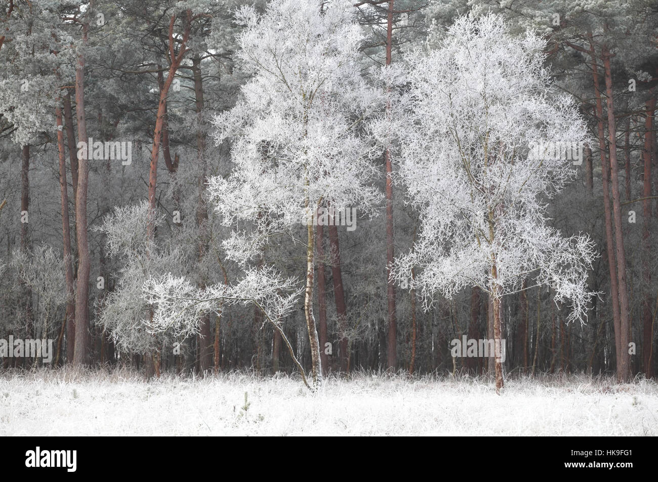 Woods and rime hi-res stock photography and images - Alamy
