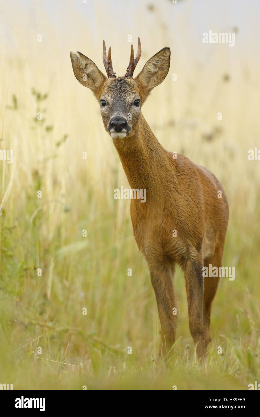 Western Roe Deer (Capreolus capreolus) male in field margin, South ...