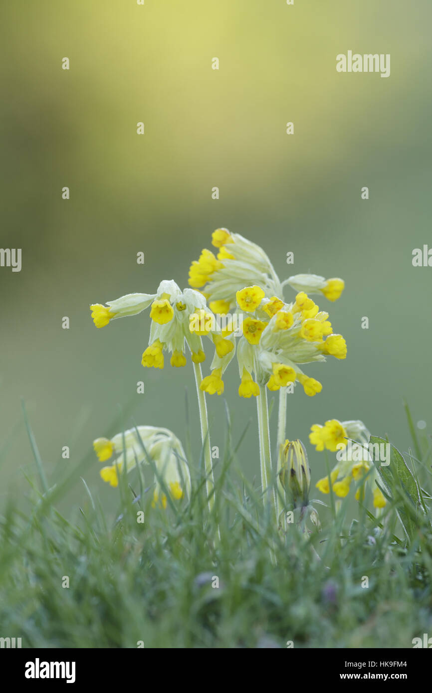 Cowslip (Primula veris) flowering, growing on grass bank, Letchmire ...