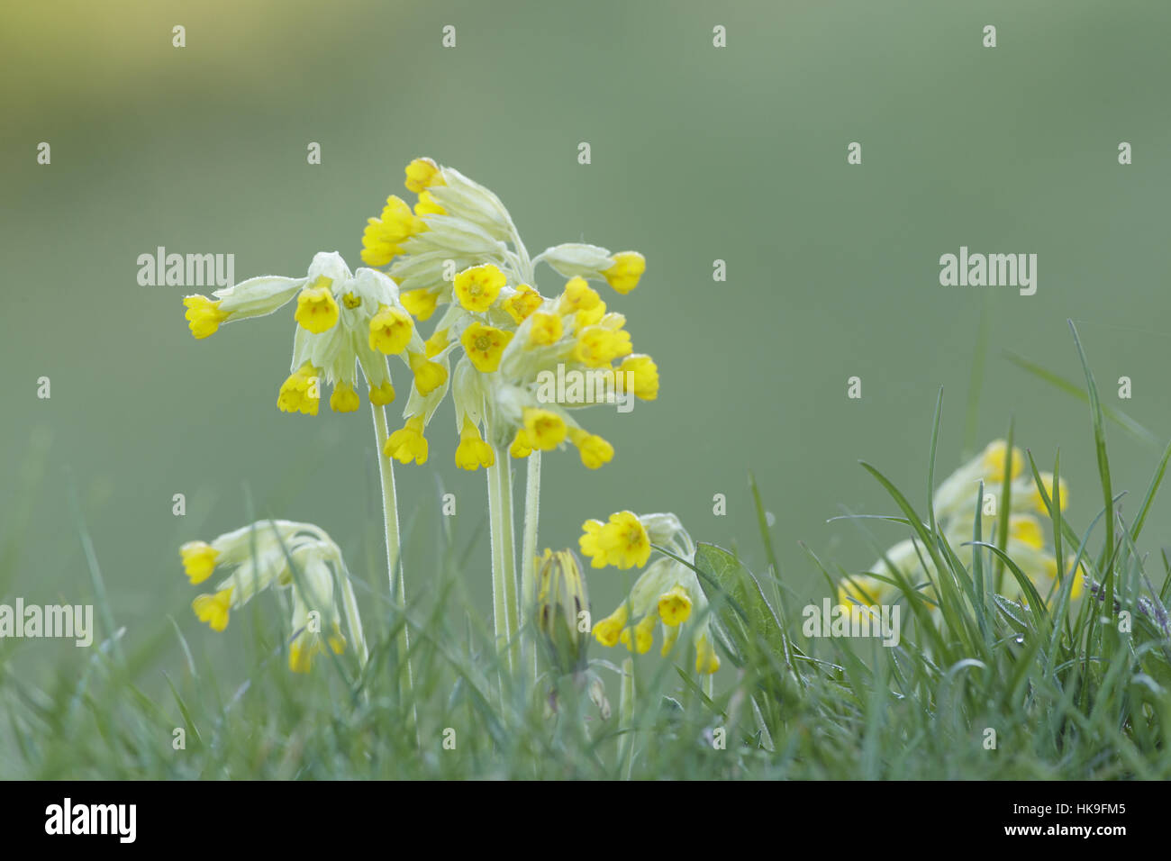 Cowslip (Primula veris) flowering, growing on grass bank, Letchmire ...