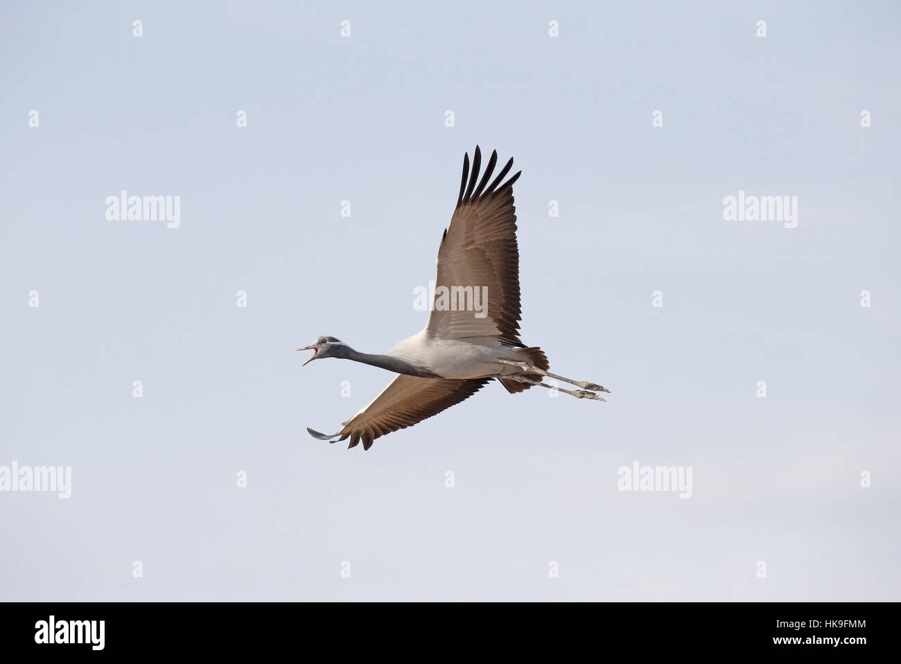 Demoiselle Crane, Grus virgo, adult in flight from below, with bill ...