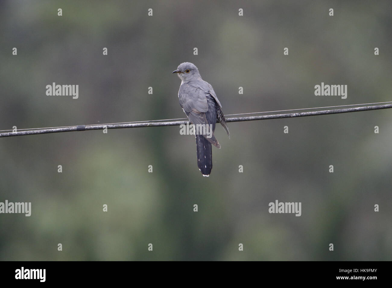 Oriental Cuckoo, Cuculus optatus, first winter attaining adult plumage ...