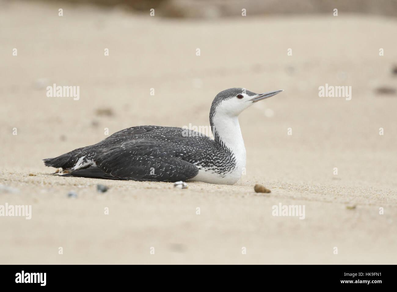 Red-throated Diver, Gavia stellata, adult in winter plumage resting on ...
