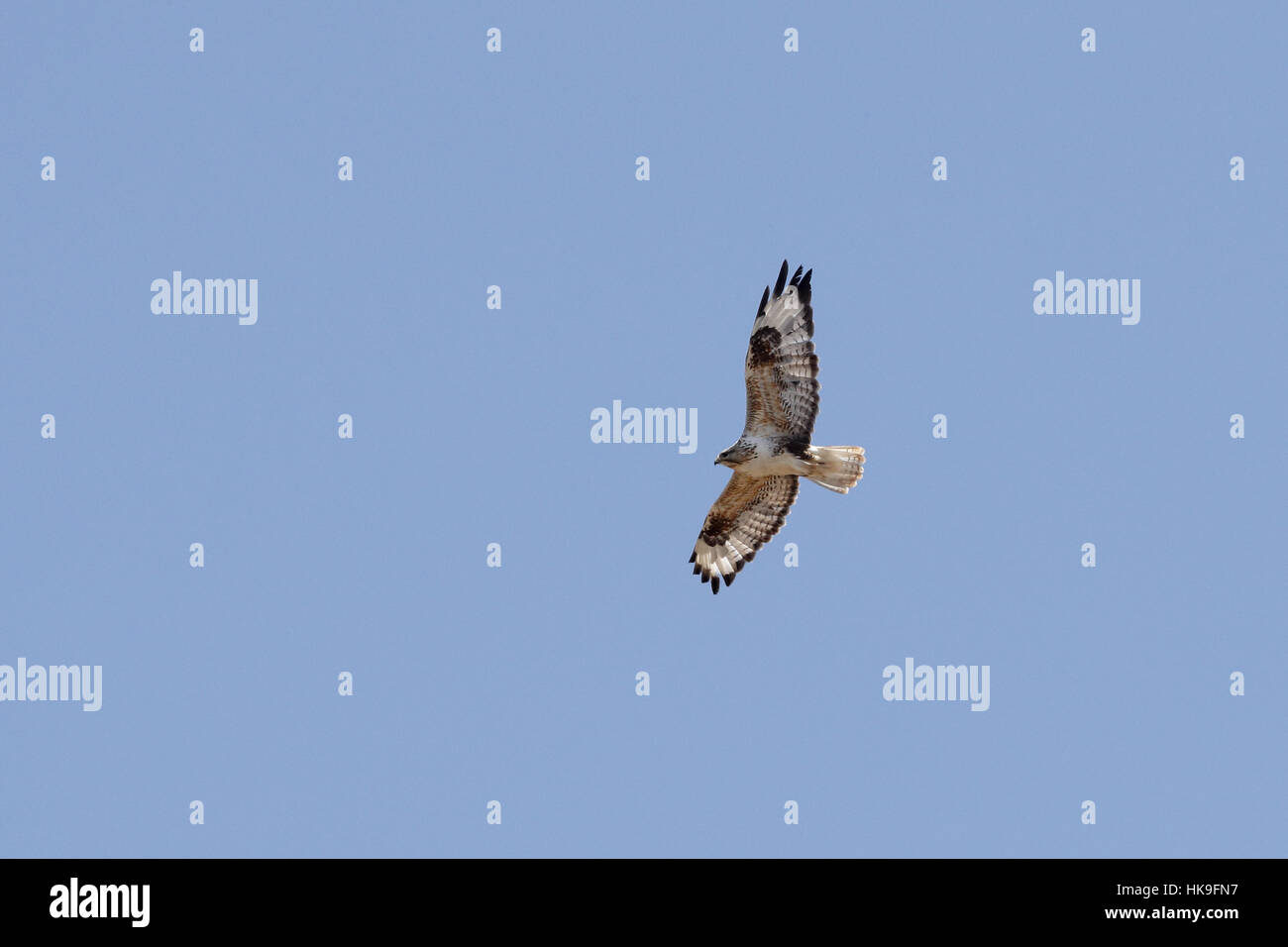 Upland Buzzard, Buteo hemilasius, adult in flight from below, near ...