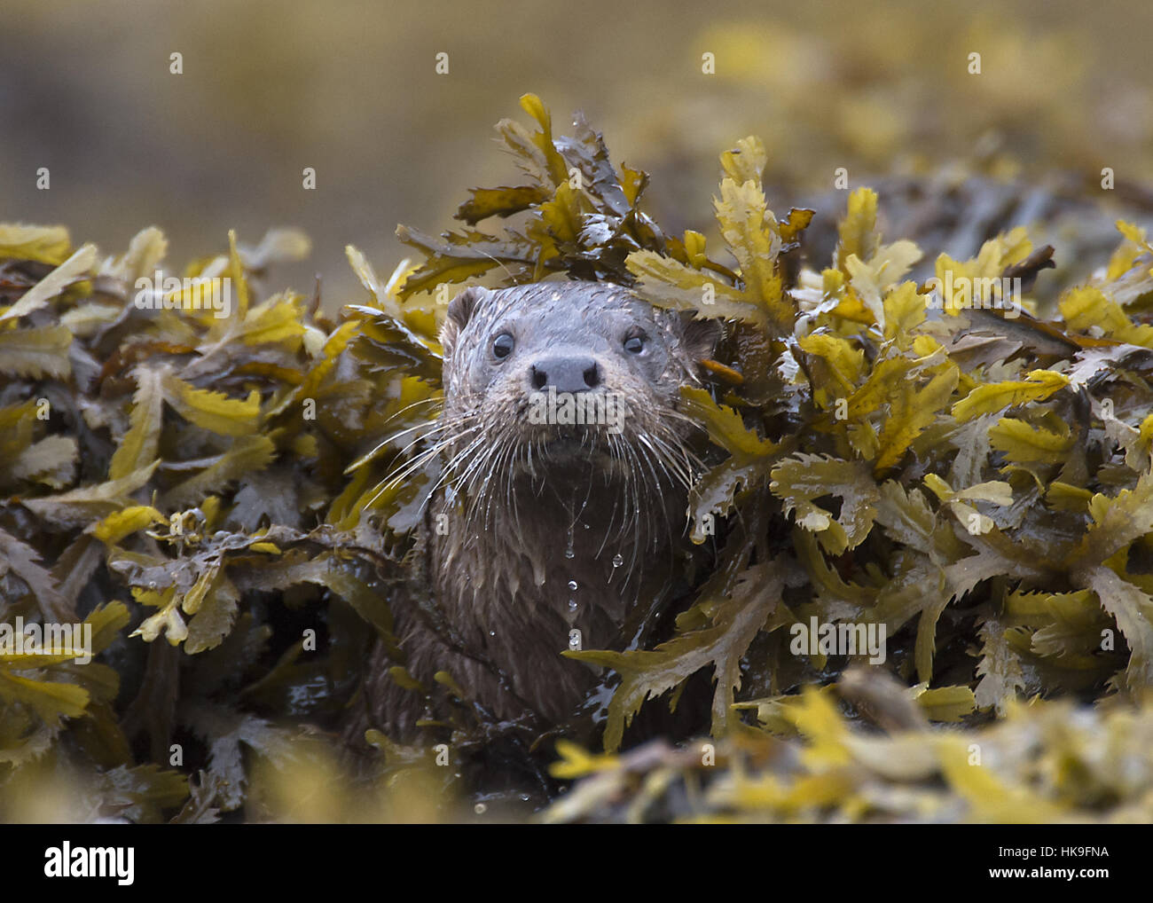 Otter (Lutra Lutra) Scottish coastal otter in seaweed. Ardnamurchan ...