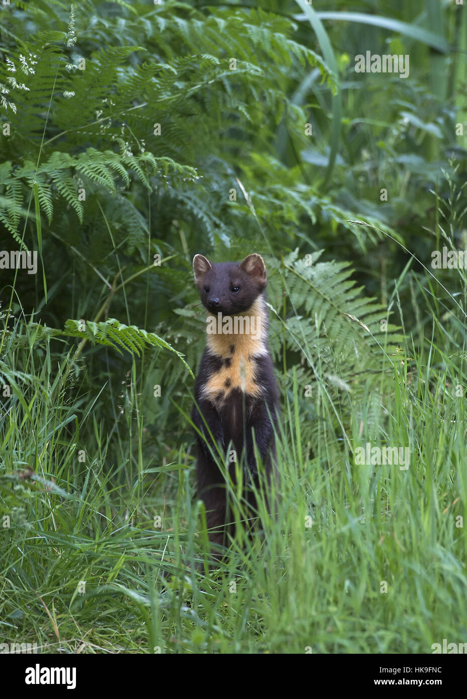 Pine Marten (Martes martes) standing upright, Ardnamurchan, Scotland ...