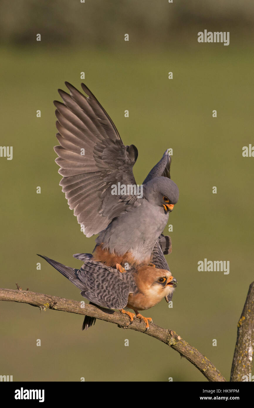 Red-Footed Falcon (Falco vespertinus) adult pair, mating, Hortobagy N.P ...