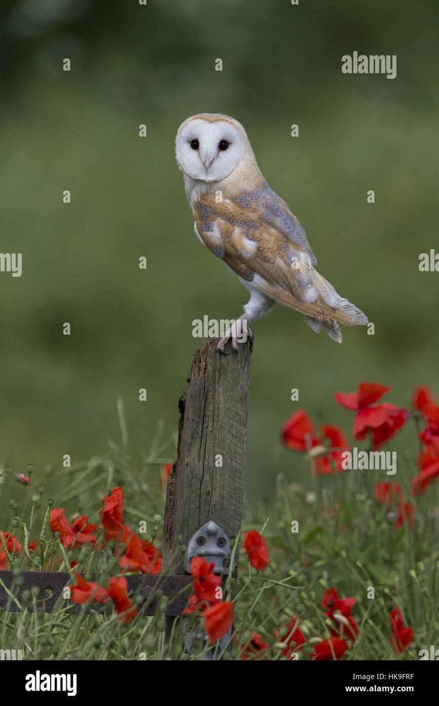 Barn Owl (Tyto alba) adult, perched on post among Corn Poppy (Papaver ...
