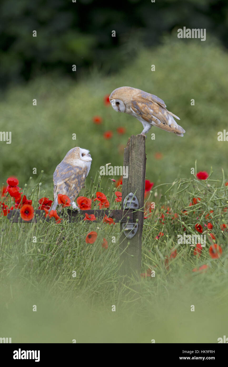Barn Owl (Tyto alba) adult pair, perched on post among Corn Poppy ...
