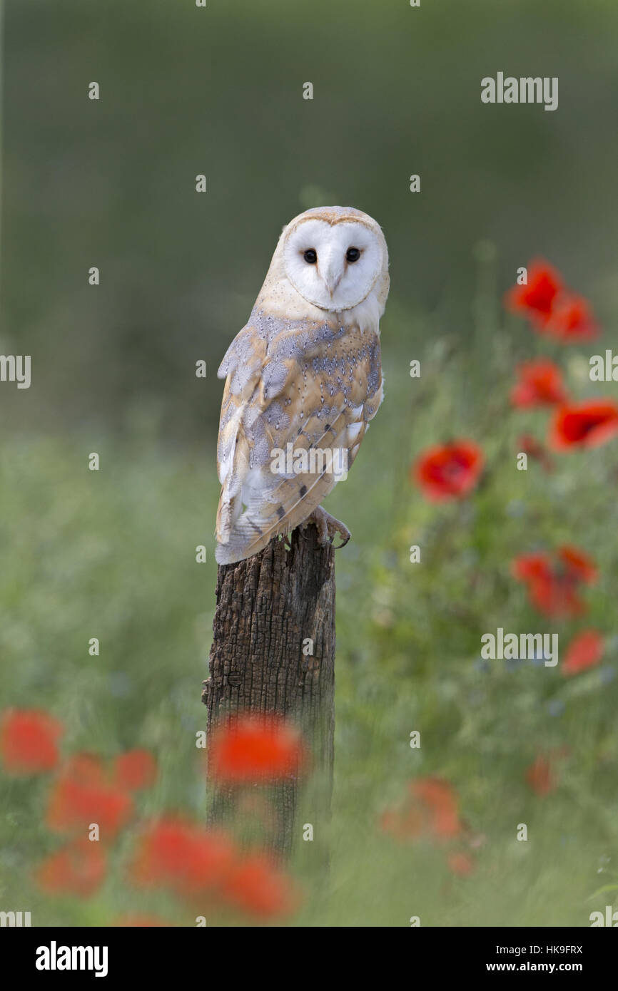 Owl among the flowers hi-res stock photography and images - Alamy