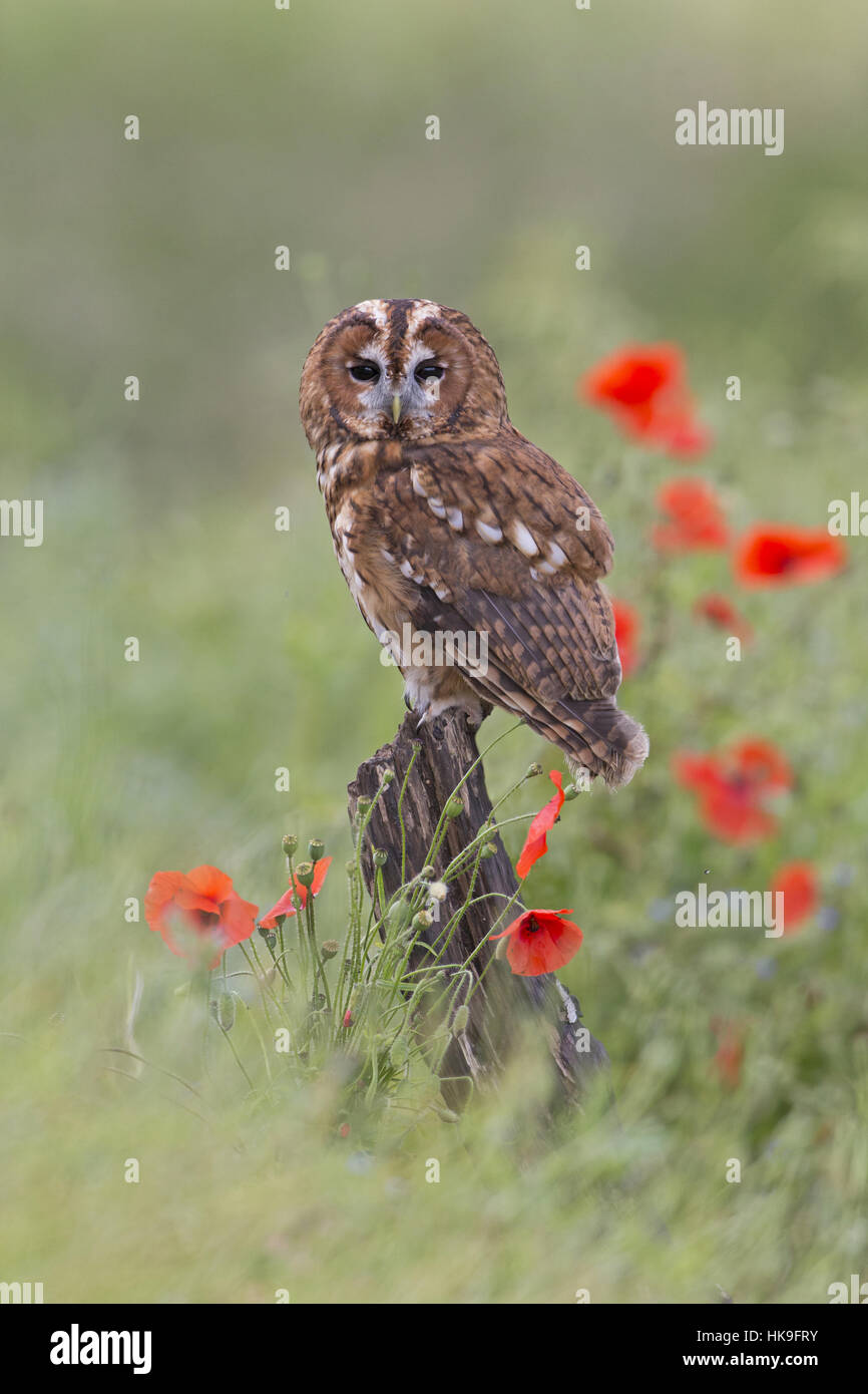Tawny Owl (Strix aluco) adult, perched on post among Corn Poppy ...