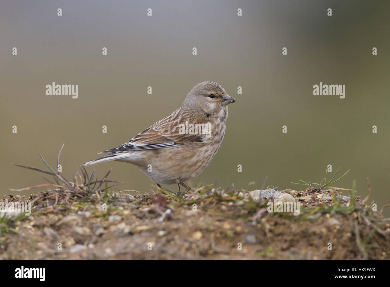 Linnets male winter hi-res stock photography and images - Alamy