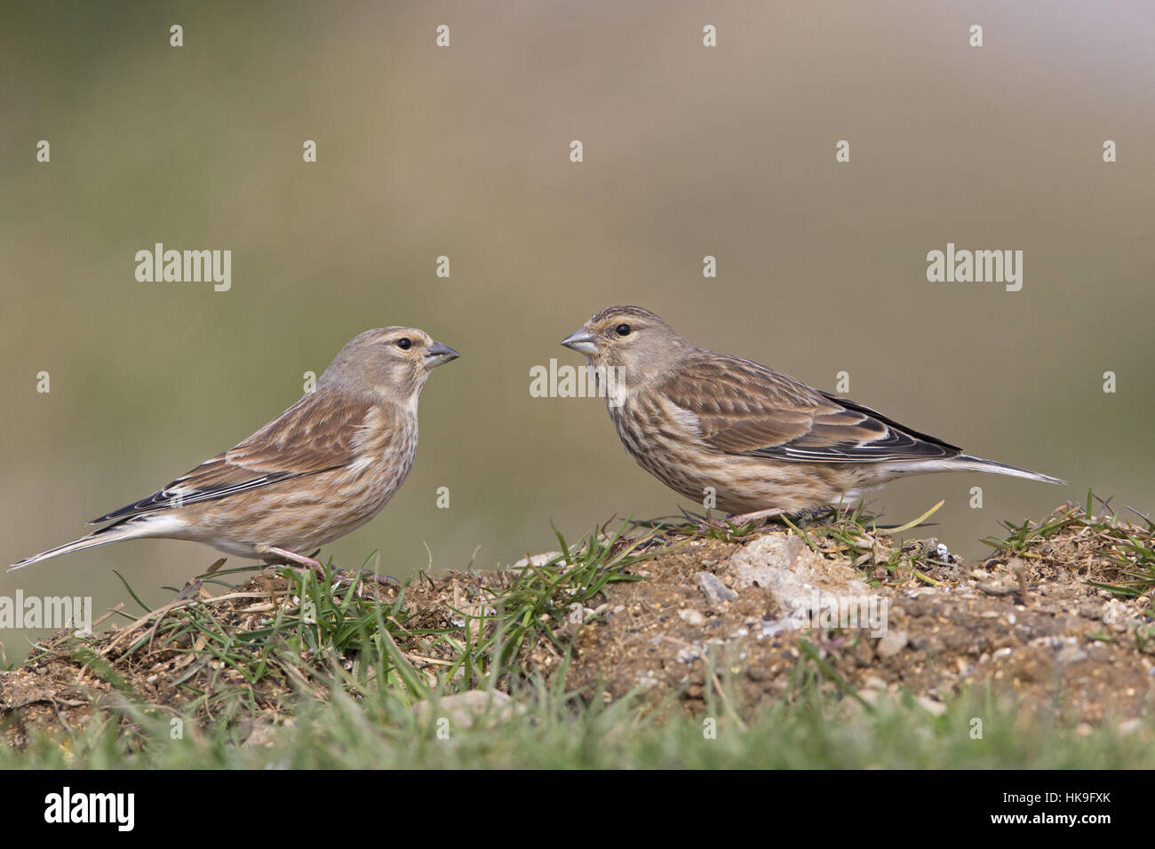 Female linnet uk winter hi-res stock photography and images - Alamy
