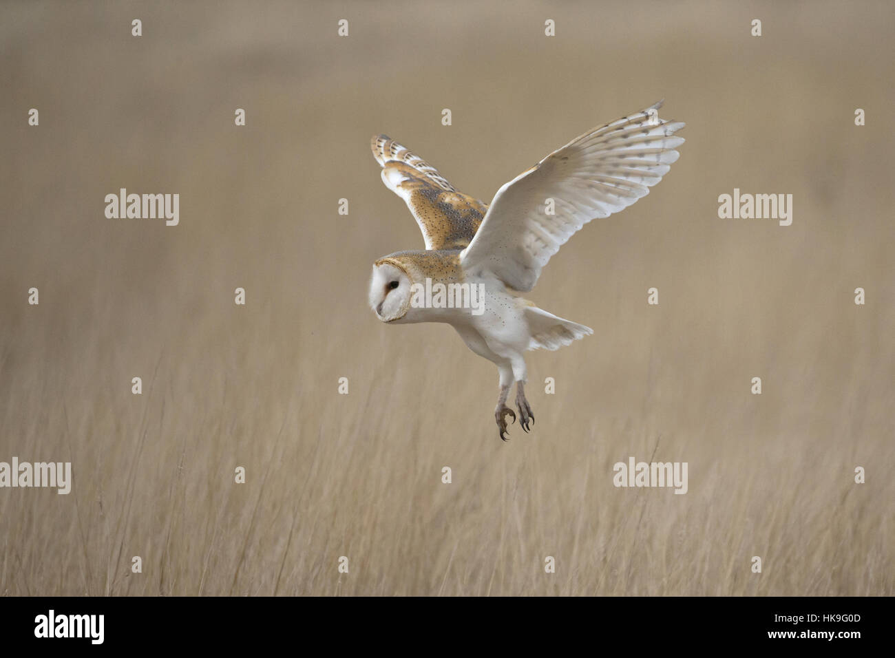Barn Owl (Tyto alba) adult, flying over grassland, Suffolk, England, November, controlled ...