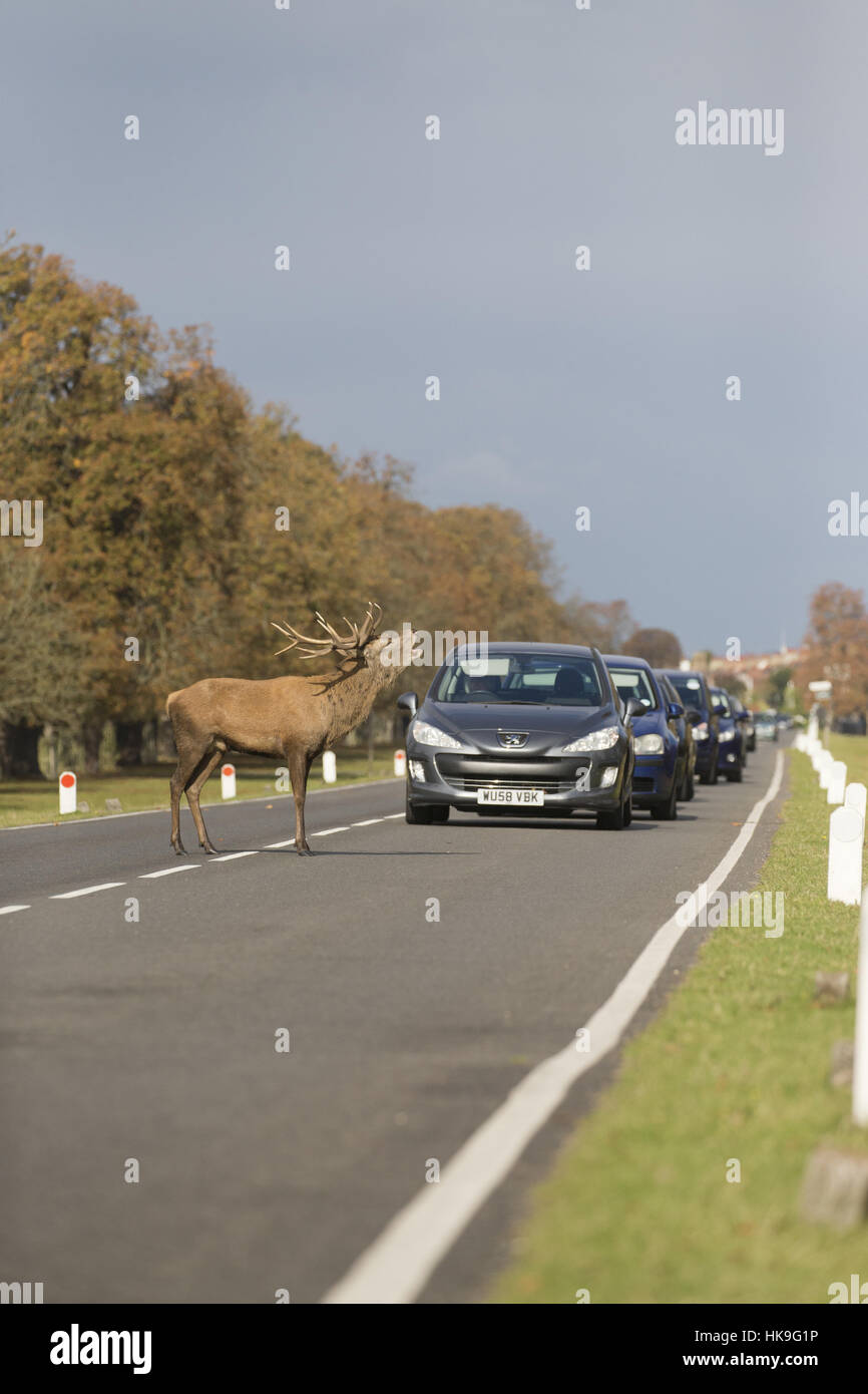Red Deer (Cervus elaphus) stag, roaring, standing in road causing ...