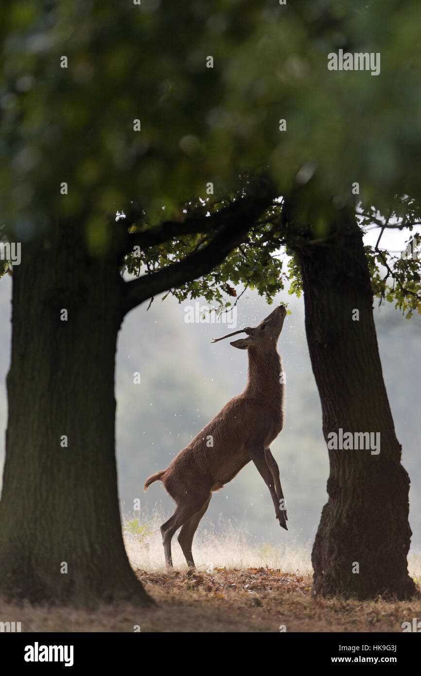 Red Deer (Cervus elaphus) yearling stag, standing on hind legs to feed ...