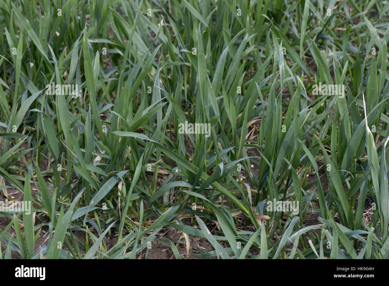 A winter wheat crop, Triticum aestivum, at Zadoks growth stage 30 ...