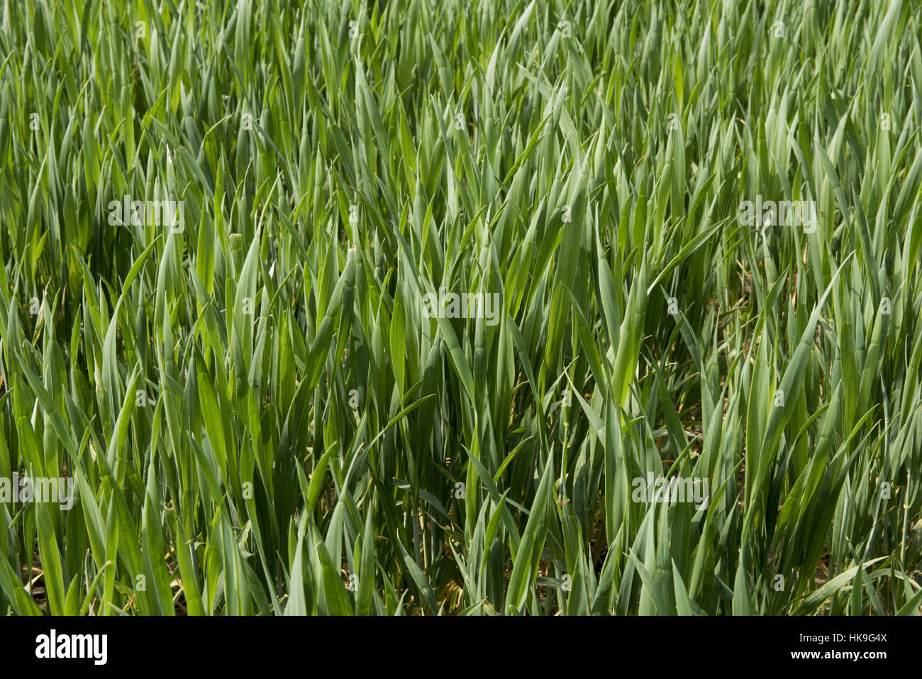 Young bearded wheat crop at stage 30, Berkshire, May Stock Photo - Alamy