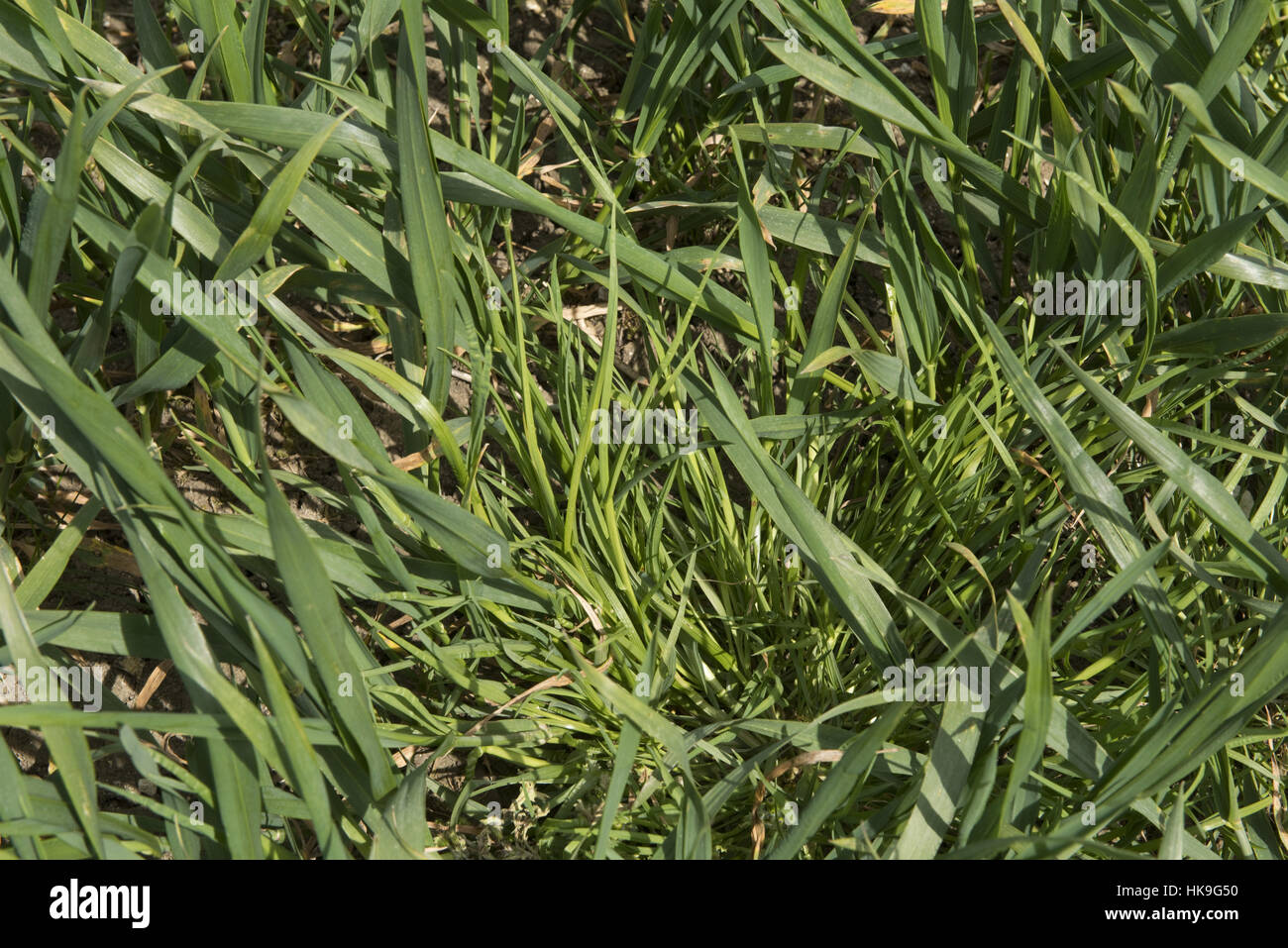Blackgrass, Alopecurus myosuroides, young prostrate grass weeds in a ...