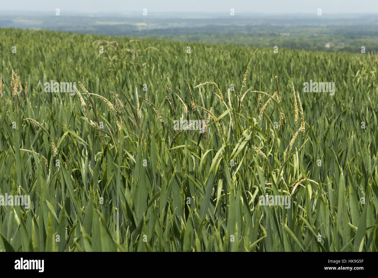 Blackgrass, Alopecurus myosuroides, flowering grass weeds in a winter ...