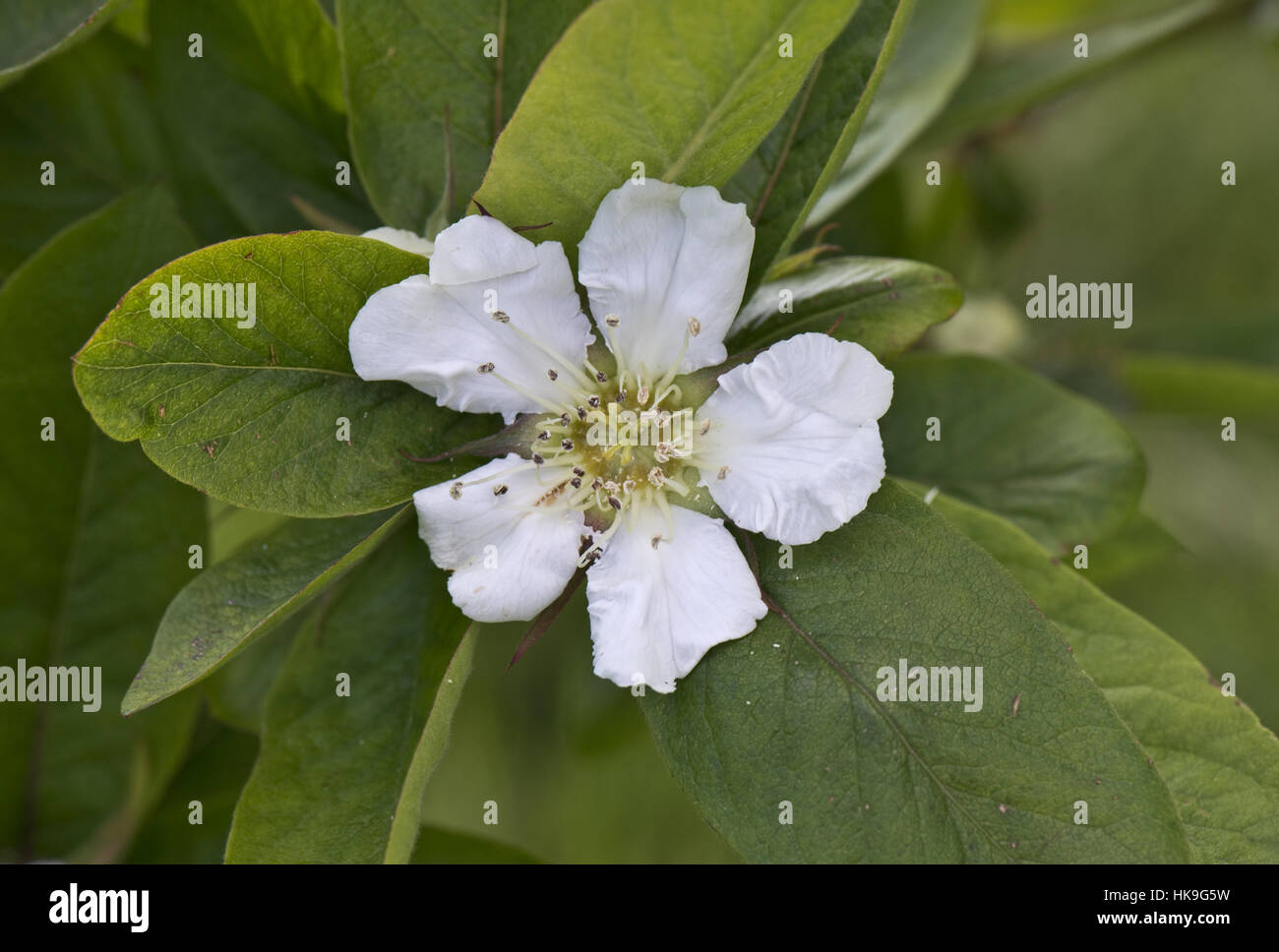 A flower on a medlar tree, Mespilus germanica, an old-fashioned fruit ...