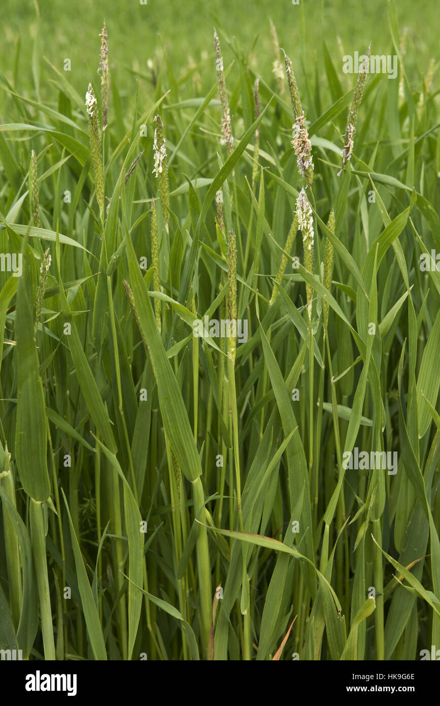 Myosuroides High Resolution Stock Photography and Images - Alamy