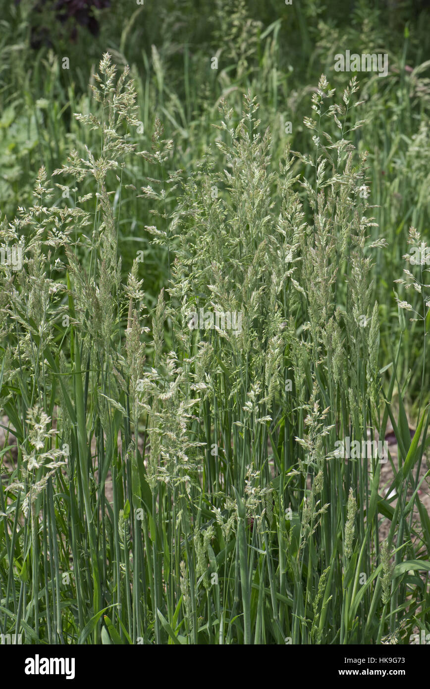 Yorkshire fog, Holcus lanatus, flowering grasses in a meadow , June ...