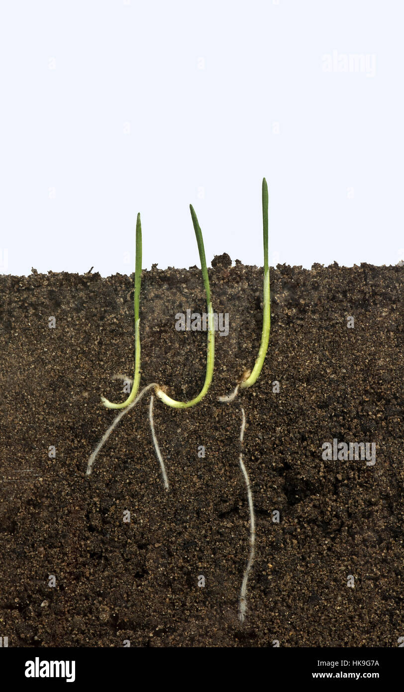 Germinating wheat seed root radicle hi-res stock photography and images ...