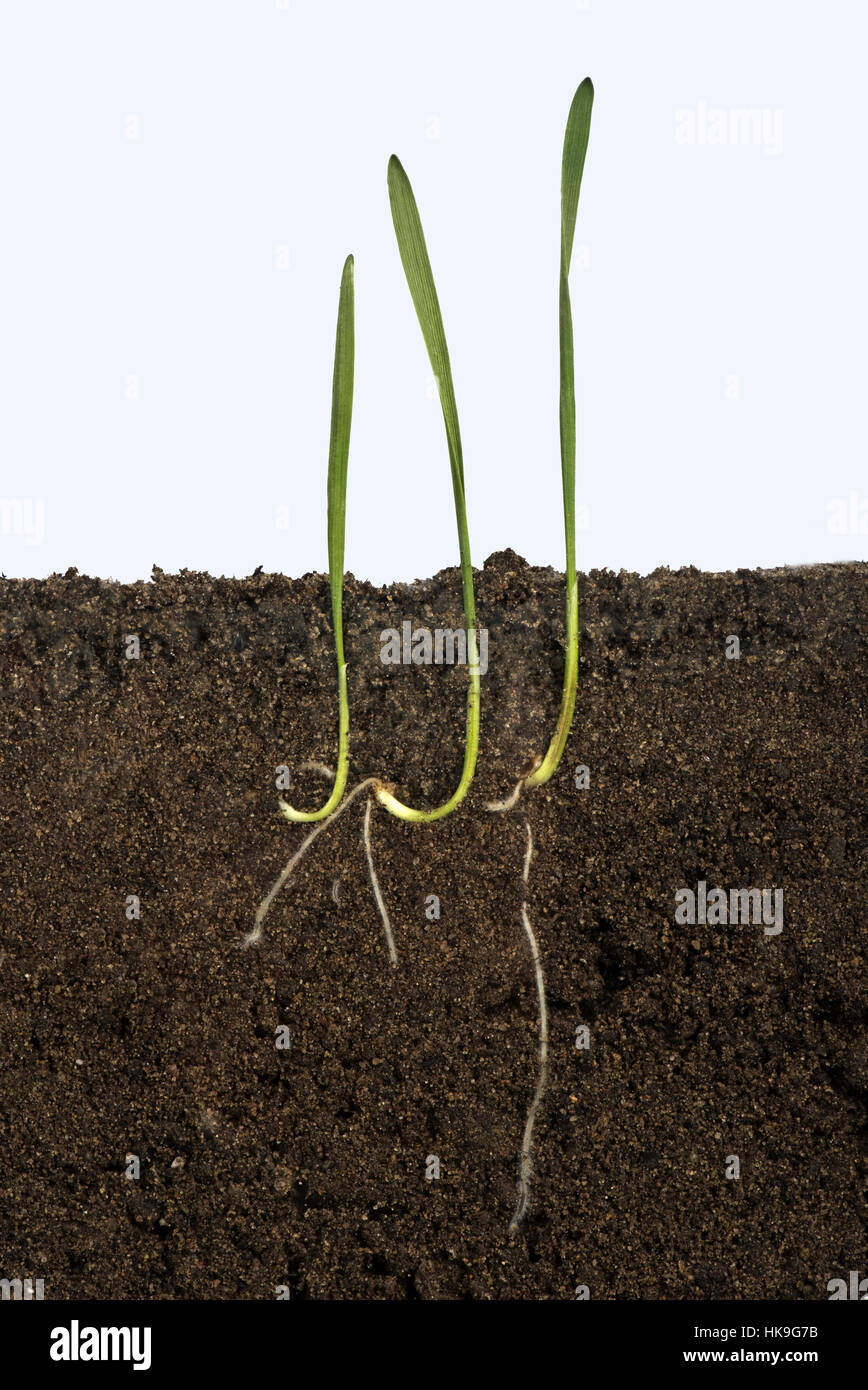Wheat seeds germinating in a glass sided tank showing root and aerial ...