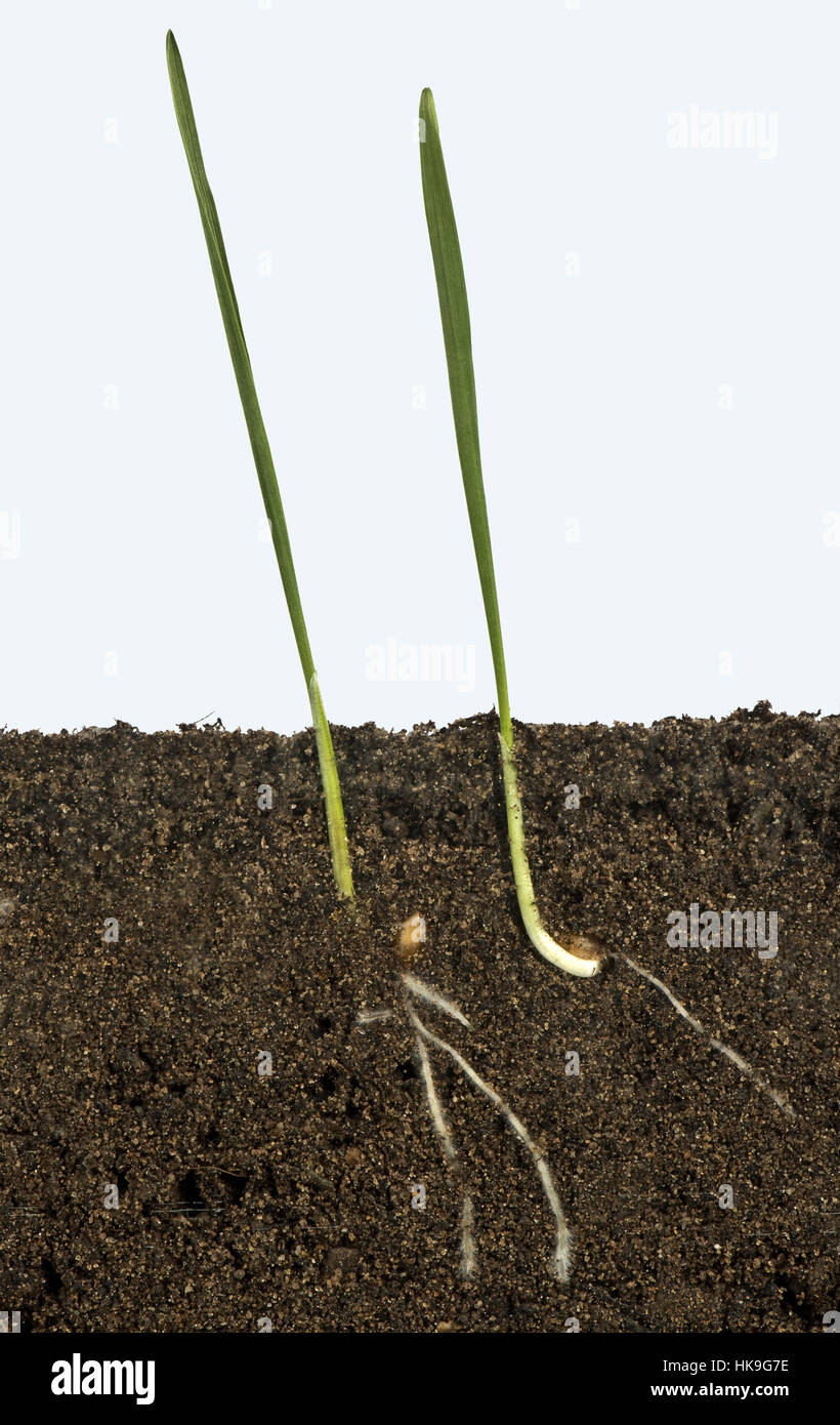 Germinating Wheat Seed Root Radicle High Resolution Stock Photography ...