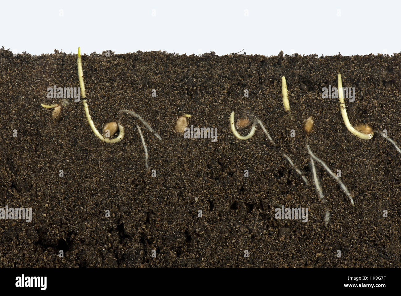 Wheat seeds germinating in a glass sided tank showing root and aerial ...