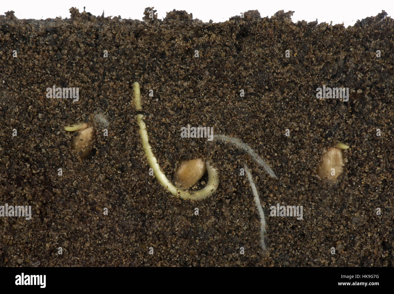 Wheat seeds germinating in a glass sided tank showing root and aerial ...